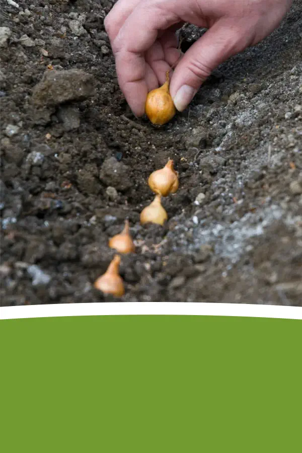 Buy Vegetable Seeds, Flower Seeds and Potato Seeds online from only 59p pkt