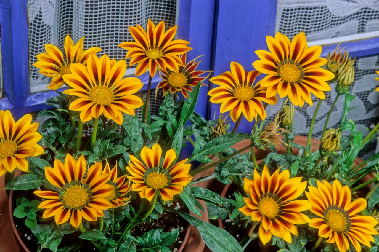 How to Grow Gazanias in Pots and Containers