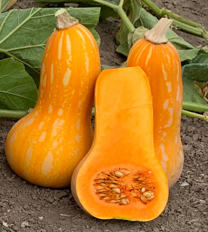 Winter Squash Seeds Crown Prince