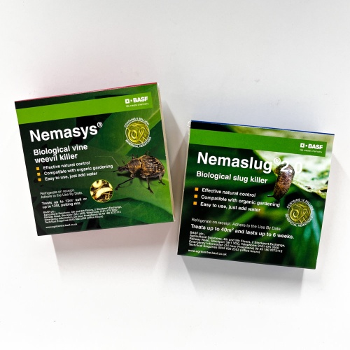 Slug Nematodes! How to apply nemaslug nematodes
