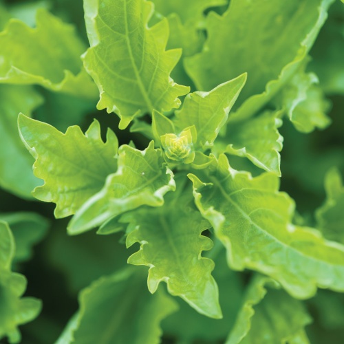 Buy Vegetable Seeds, Flower Seeds and Potato Seeds online from only 59p pkt