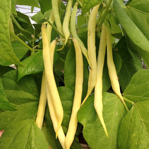 Best Climbing French Beans To Grow From Seeds