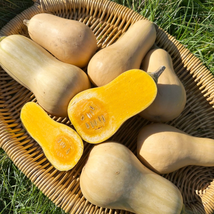 Buy Squash Seeds, Proven UK growers.