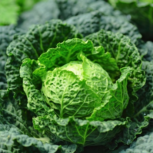 All About Clubroot Resistant Seeds