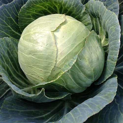 Chinese Cabbage Seeds Wong Bok (Napa)