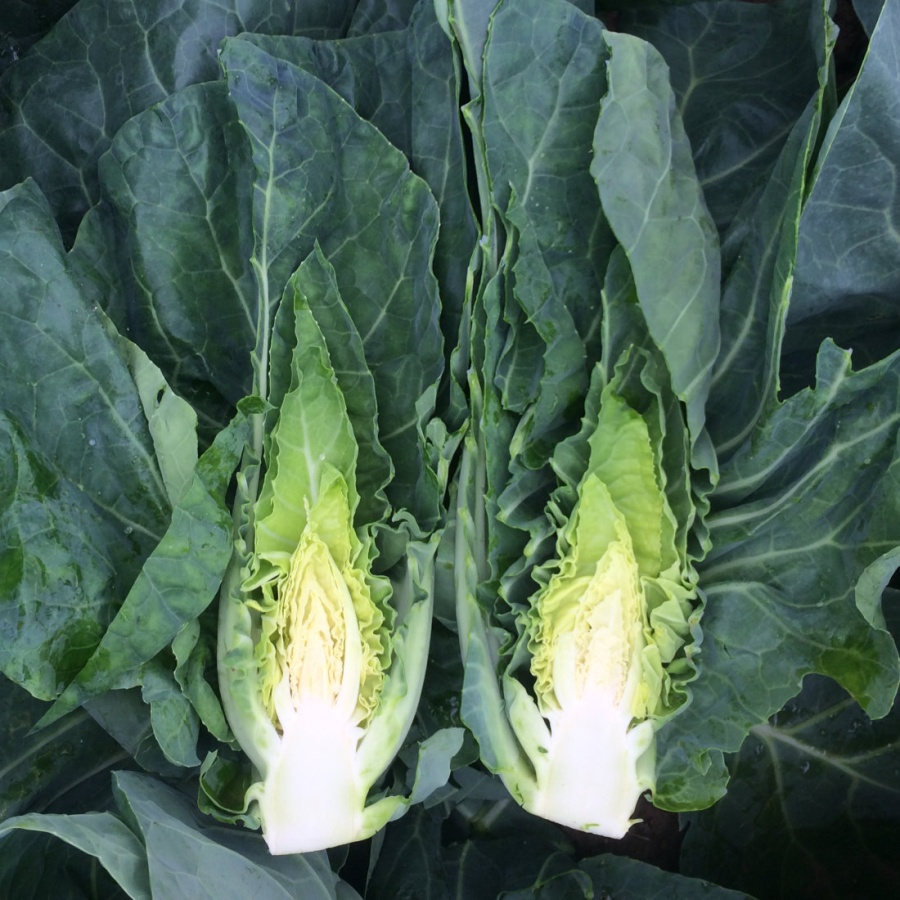 Buy Cabbage Seeds