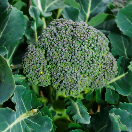 Buy Vegetable Seeds, Flower Seeds and Potato Seeds online from only 59p pkt