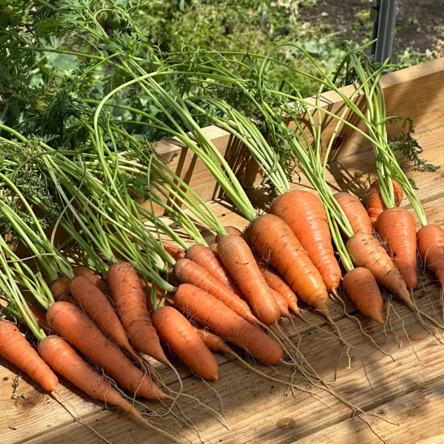 Carrot Chatenay Red Core Seeds Maincrop Short Root High Yield