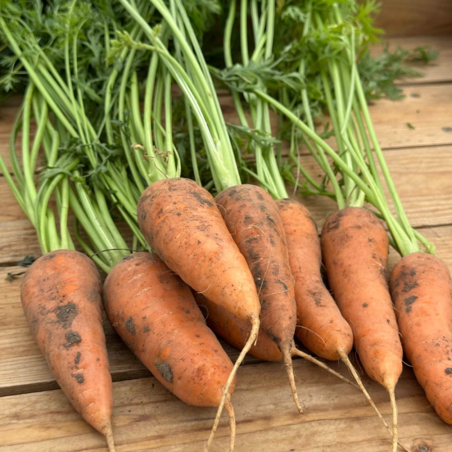 Buy Vegetable Seeds, Flower Seeds and Potato Seeds online from only 59p pkt