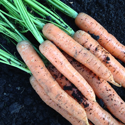 Buy Vegetable Seeds, Flower Seeds and Potato Seeds online from only 59p pkt