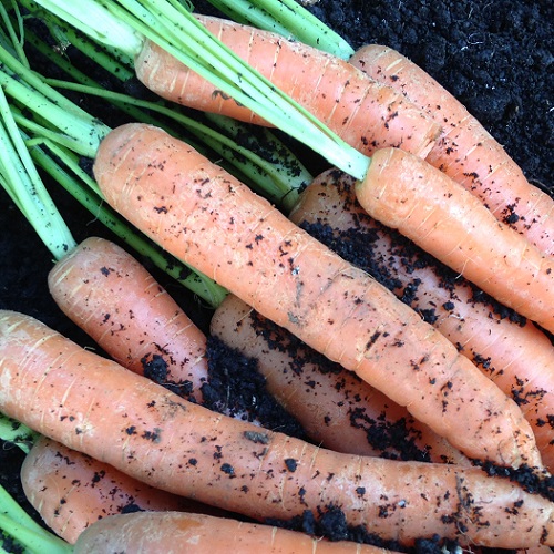 Avoiding Carrot Root Fly Problems.