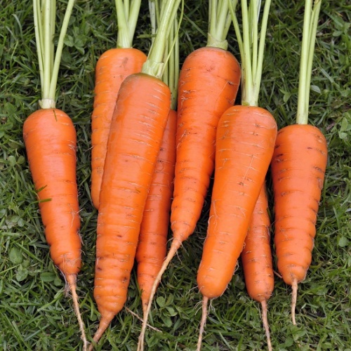 Buy Carrot Seeds Online - Grow Delicious Carrots At Home