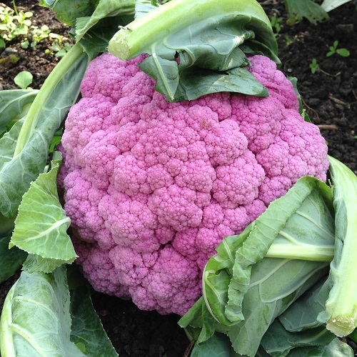 Buy Cauliflower Seeds
