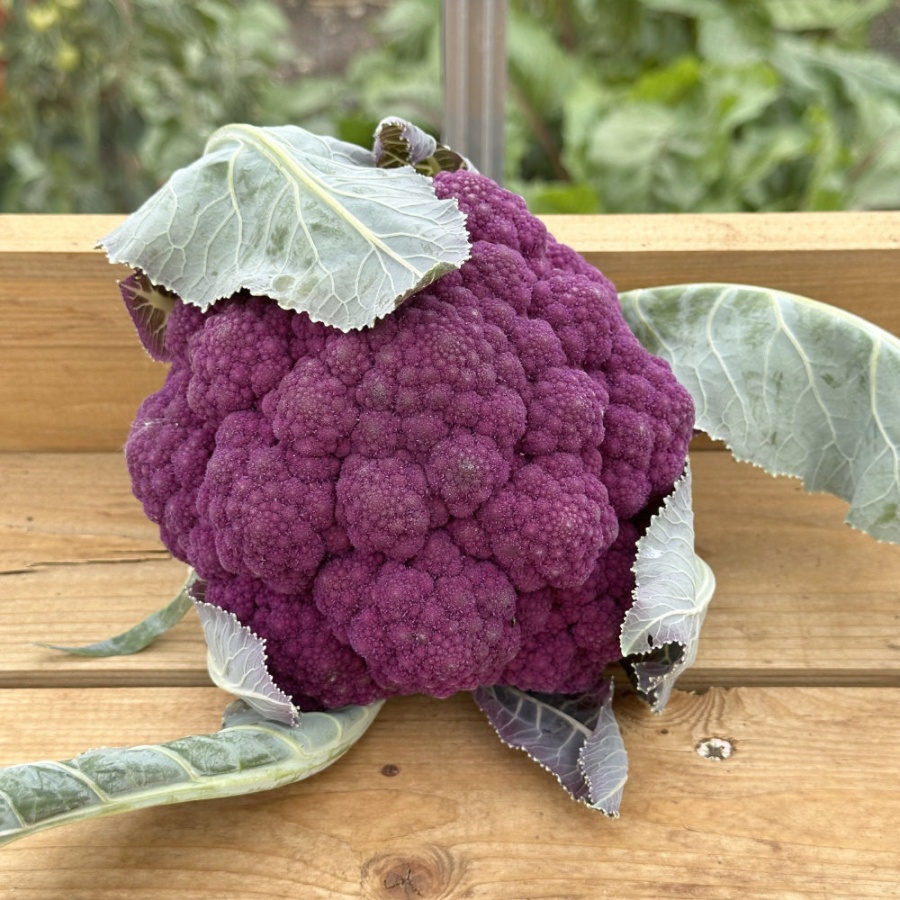 Cauliflower Hipster Seeds Vegetable Variety for Home Growing