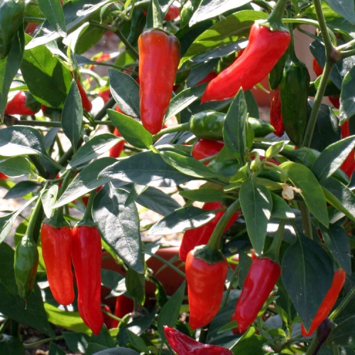 Chilli Armageddon Seeds Hot Chilli Pepper Variety for Growing at Home