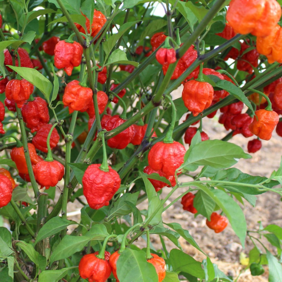 From Mild to Wild, The Different Types of Chillies, and Popular Chilli ...