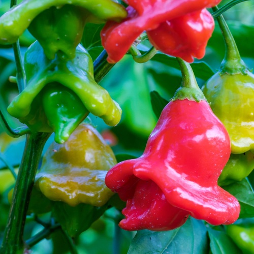 Buy Chilli Seeds