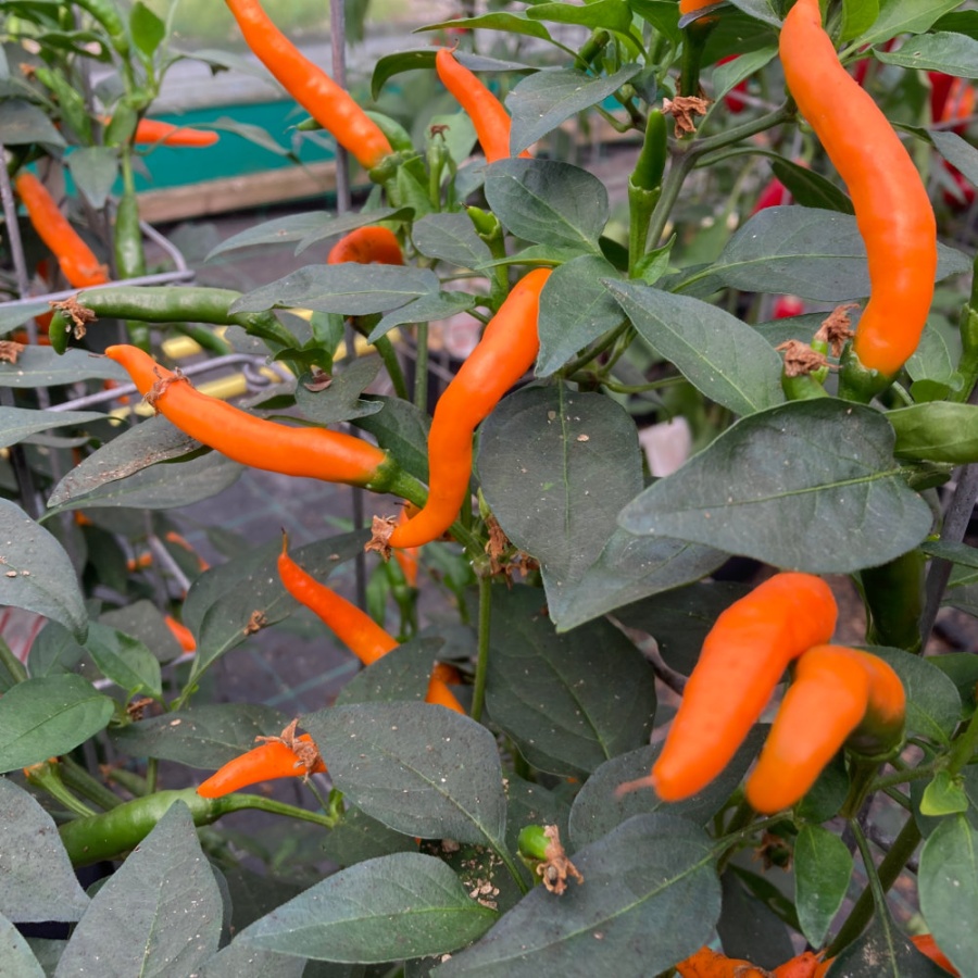 From Mild to Wild, The Different Types of Chillies, and Popular Chilli ...