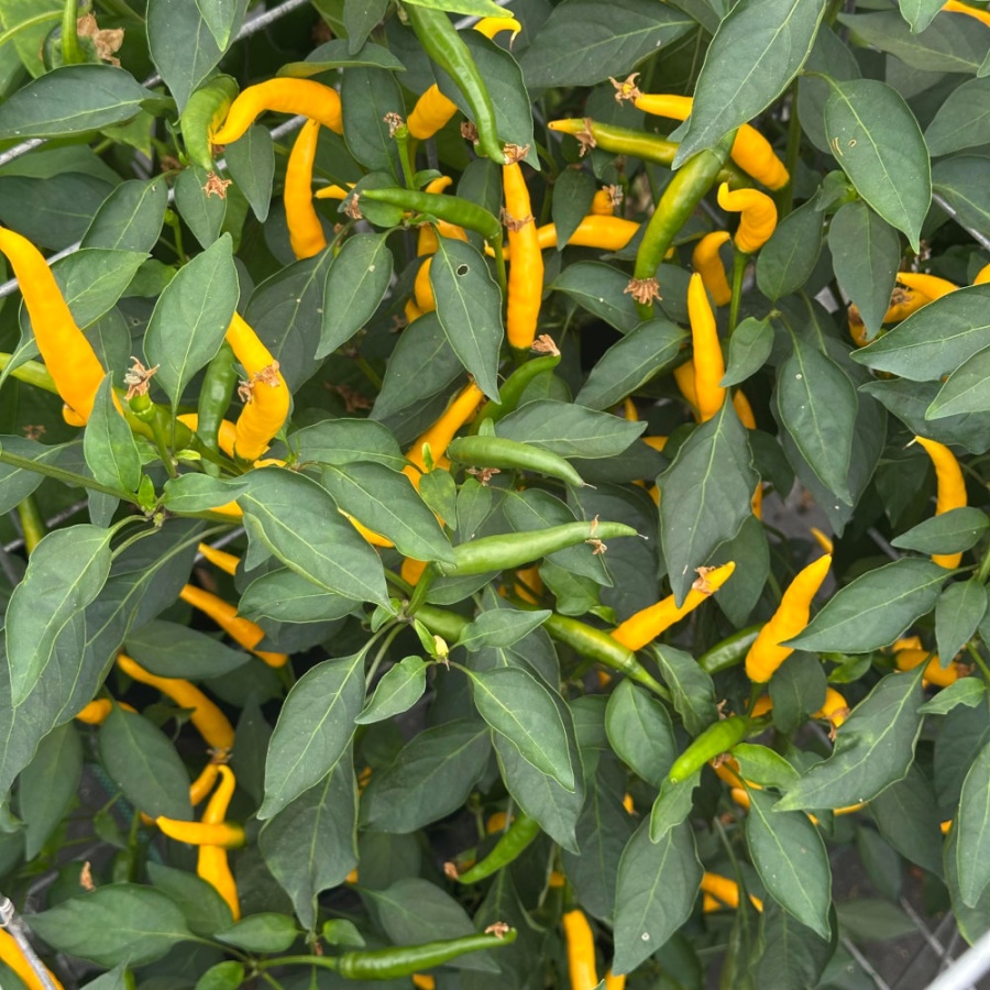 Chilli Kristian Seeds Hot Chilli Pepper Variety for Growing Indoors or ...