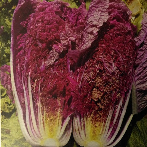 What Is Napa Cabbage And How To Grow It In The UK