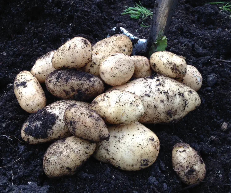 What Seeds to Sow in June - Vegetables, Herbs, and Flowers that be ...