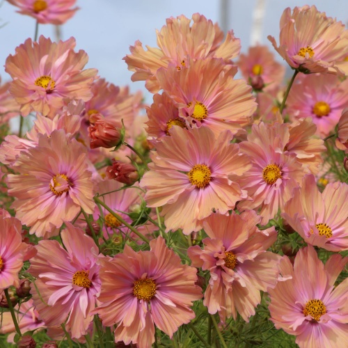Cosmic Delights: How to Grow Cosmos from Seeds for a Vibrant Garden
