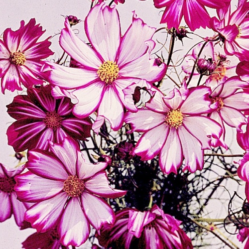 Cosmic Delights: How to Grow Cosmos from Seeds for a Vibrant Garden