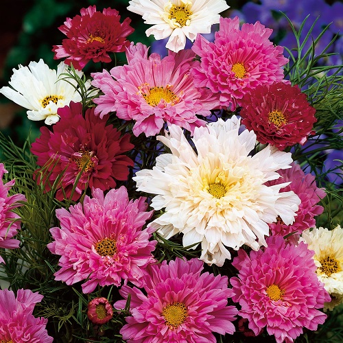 Cosmic Delights: How to Grow Cosmos from Seeds for a Vibrant Garden