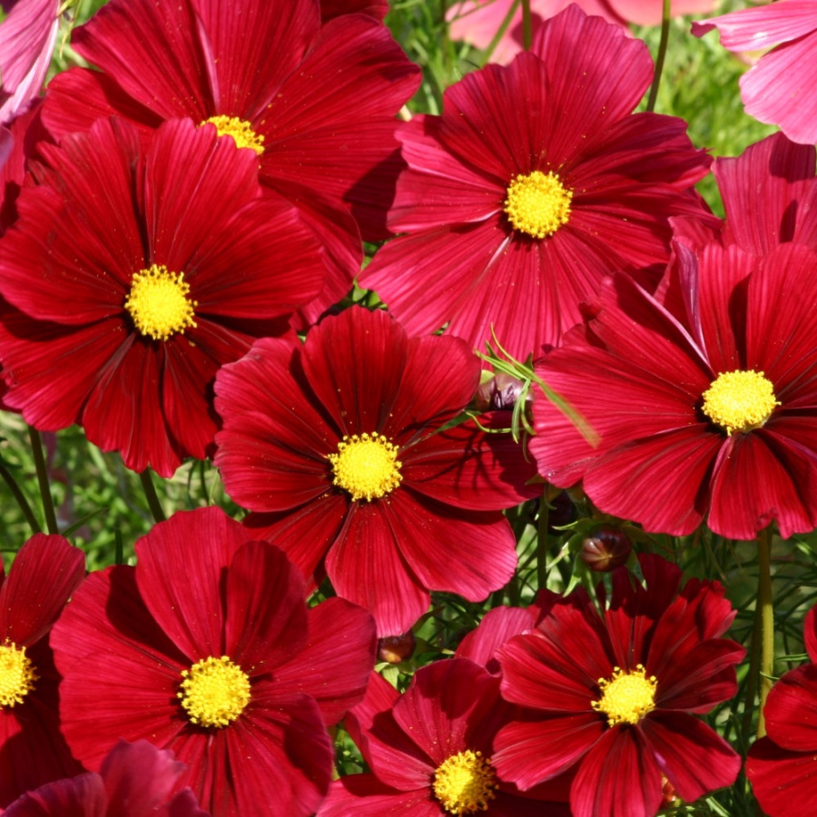Cosmic Delights: How to Grow Cosmos from Seeds for a Vibrant Garden