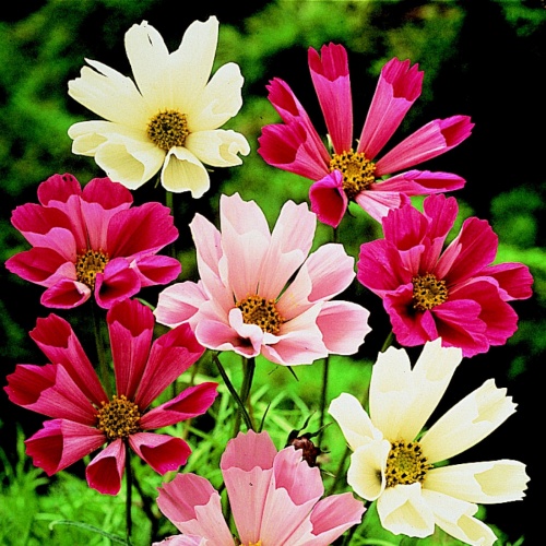 Cosmic Delights: How to Grow Cosmos from Seeds for a Vibrant Garden