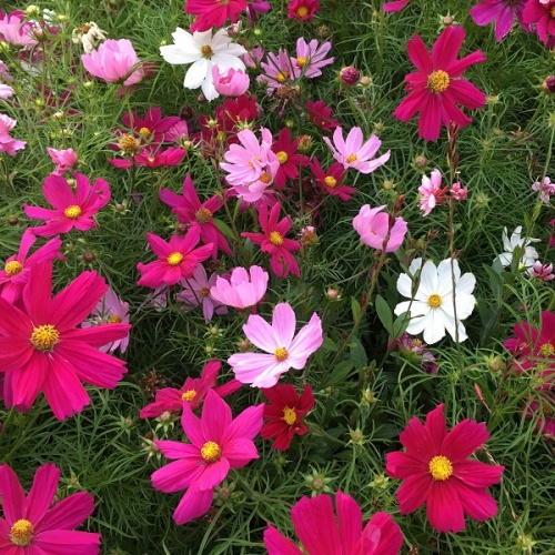 Cosmic Delights: How to Grow Cosmos from Seeds for a Vibrant Garden