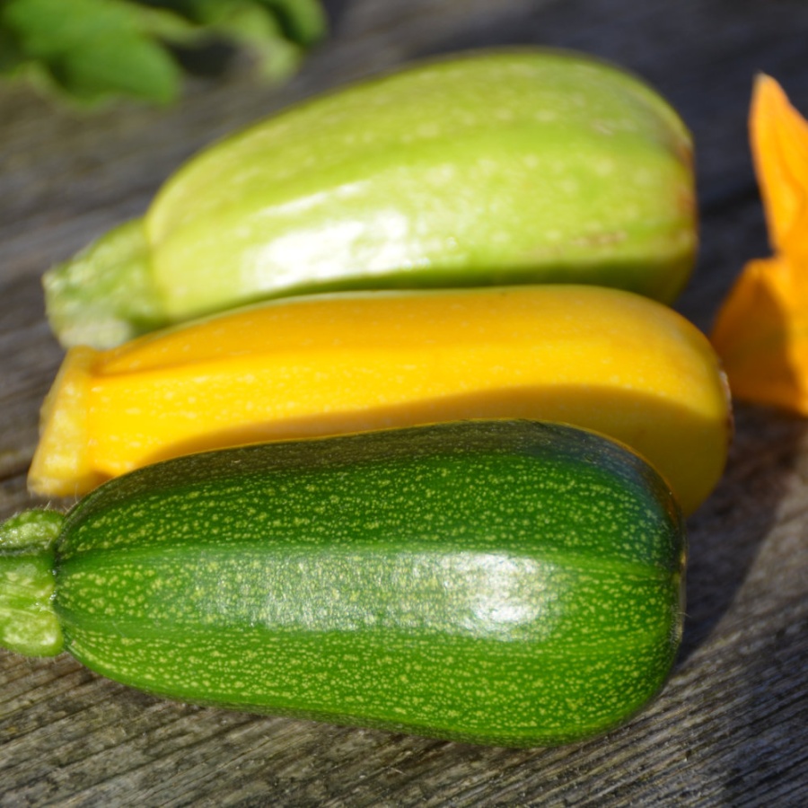Buy Courgette Seeds