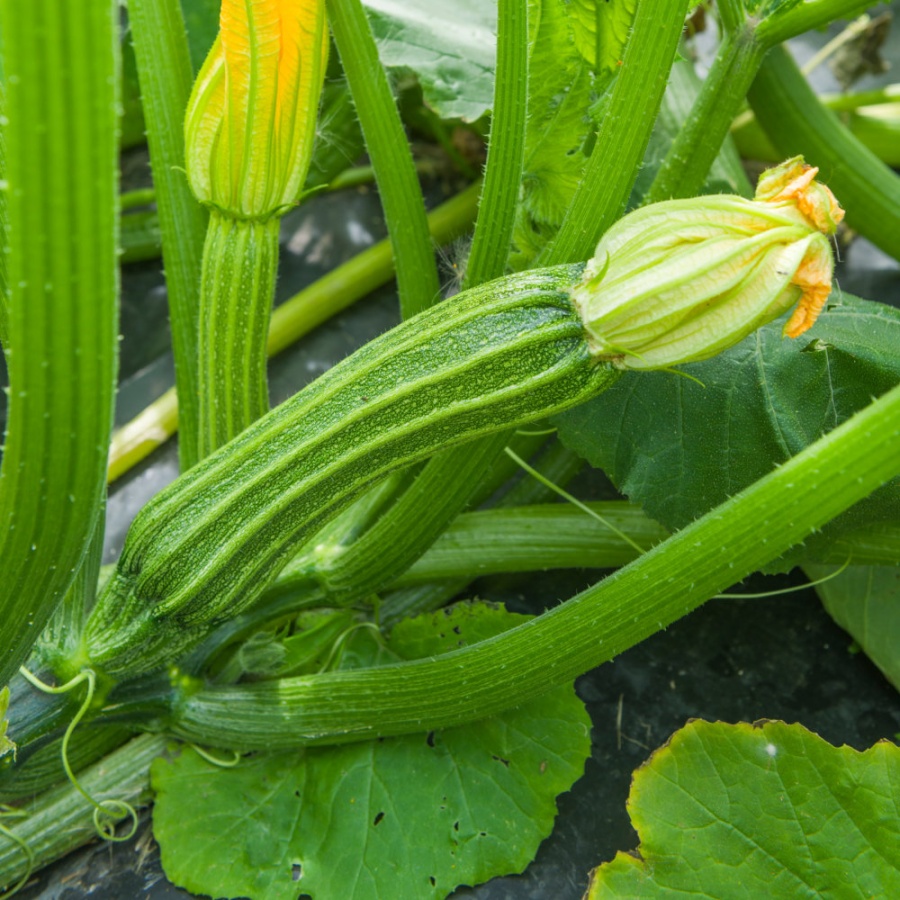 Buy Courgette Seeds