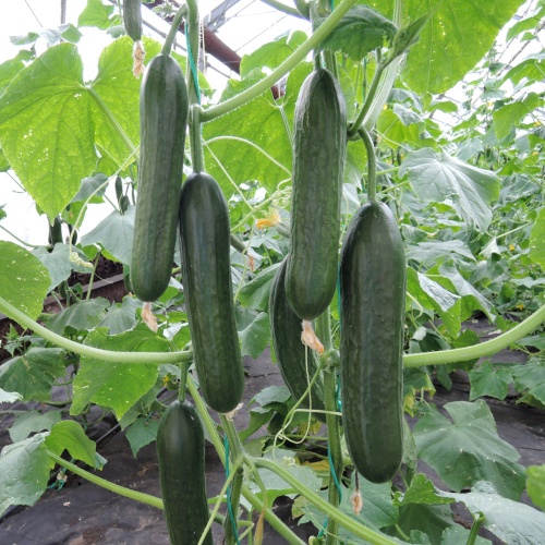 The Best Mini Cucumbers to Grow From Seed