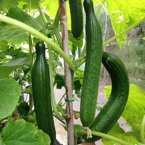 All Female Cucumber Flowers Seeds Buy 52 23 F1 Parthenocarpic F1