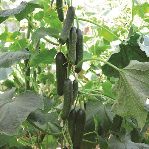 Buy Premium Cucumber Seeds - All The Best Varieties