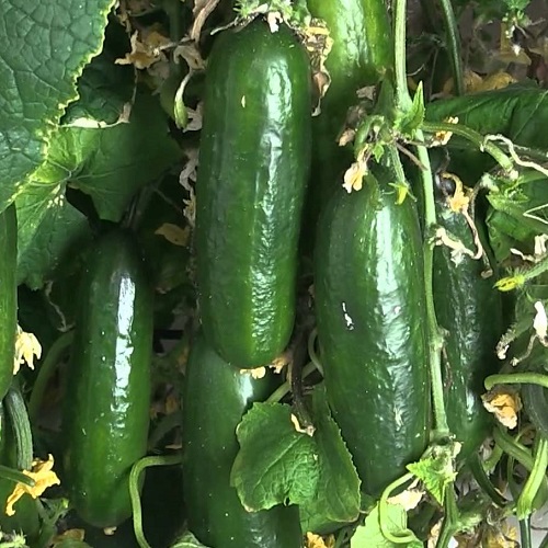 Cucumber Seeds Mini Munch. F1 mini variety for pots.