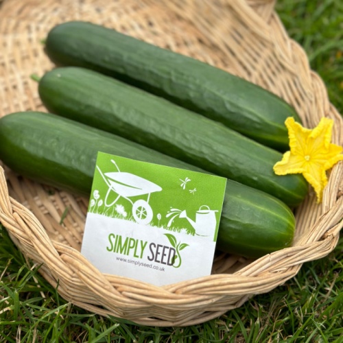 Buy Premium Cucumber Seeds - All The Best Varieties