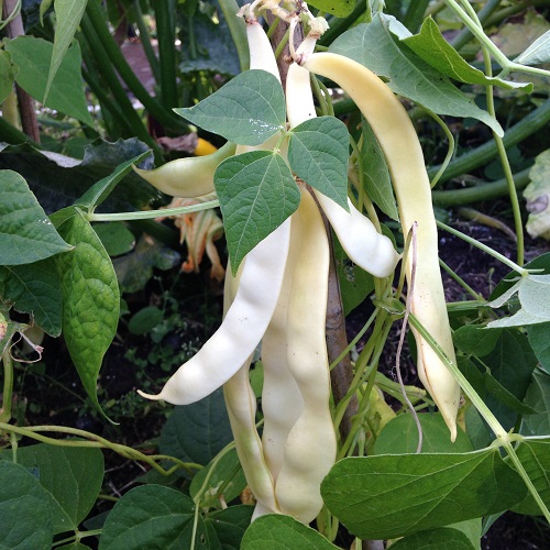 Best Climbing French Beans To Grow From Seeds