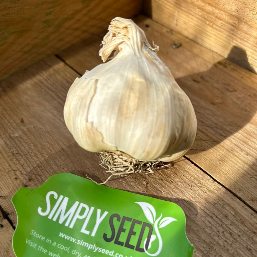 Autumn Planted Onion Sets - Autumn Champion