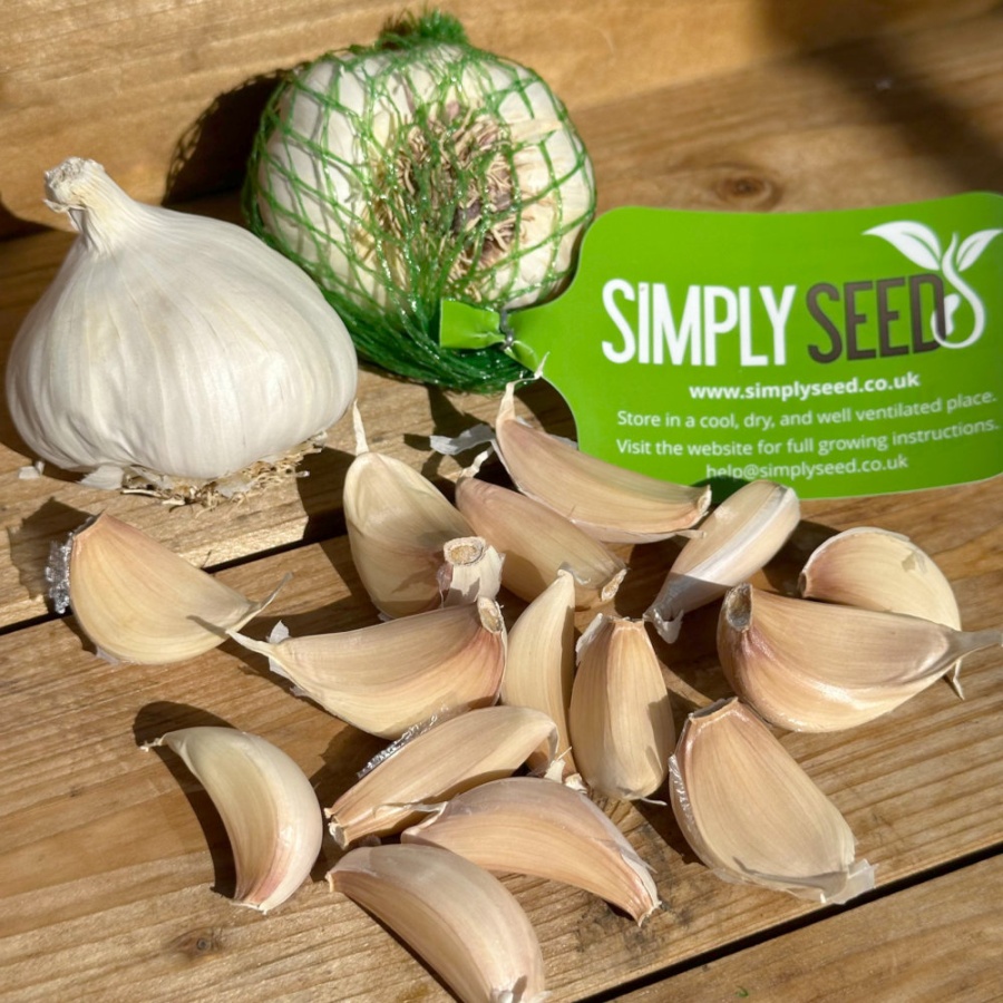 Garlic Bulbs for Planting