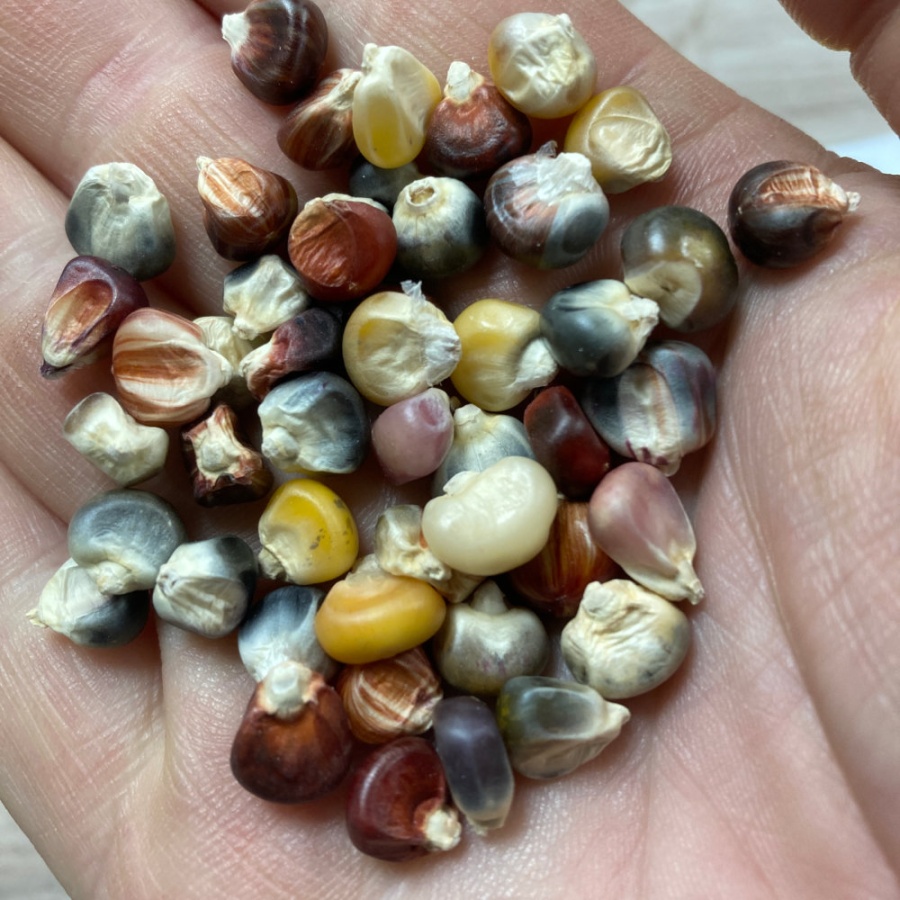 Glass Sweetcorn Fiesta Seeds for Popcorn and Decoration UK