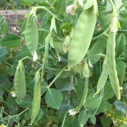 The Ulimate Guide To Growing Peas in Pots and Containers
