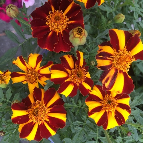 French Marigold Seeds - Fireball