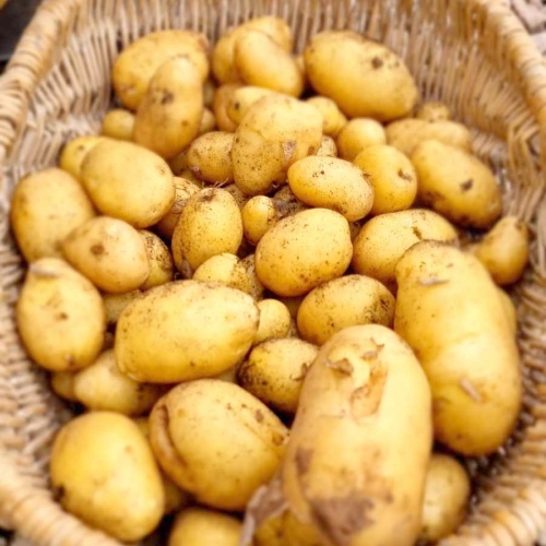 Buy Vegetable Seeds, Flower Seeds and Potato Seeds online from only 59p pkt