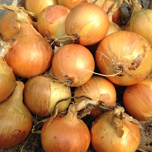 Buy Onion Seeds