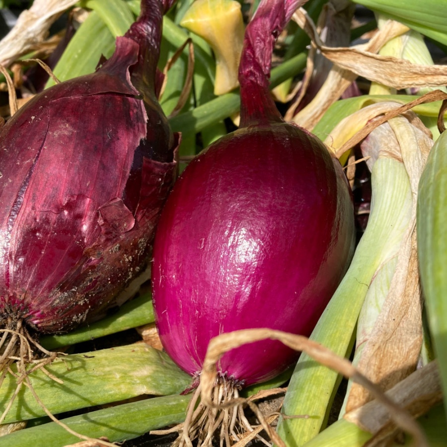 Top Varieties: Best Red Onions to Grow from Seed