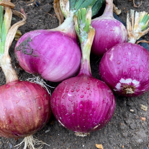 Top Varieties: Best Red Onions to Grow from Seed