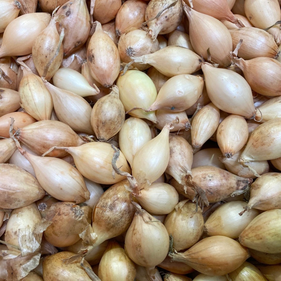 Autumn Planted Onion Sets - Radar