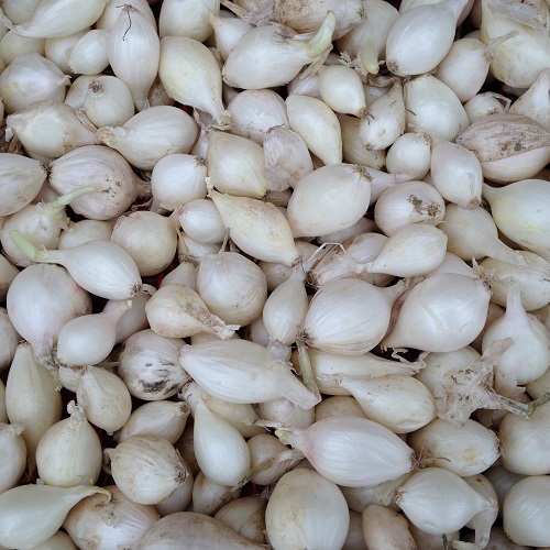 Onion Sets and Shallot Sets